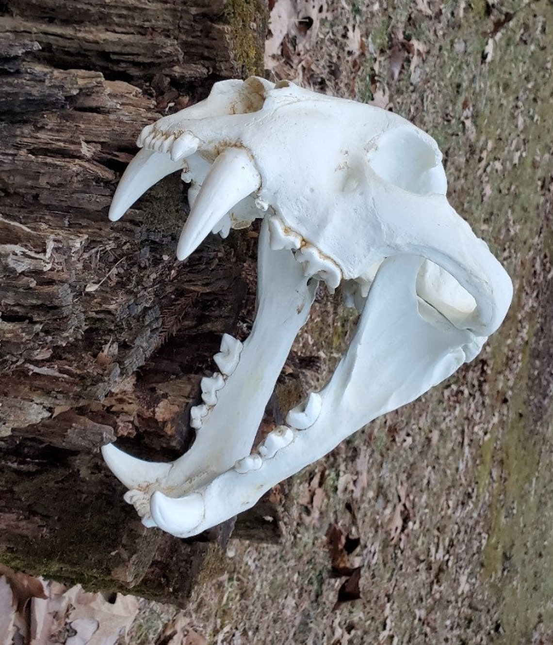 Large Bengal Tiger Skull Replica | Etsy