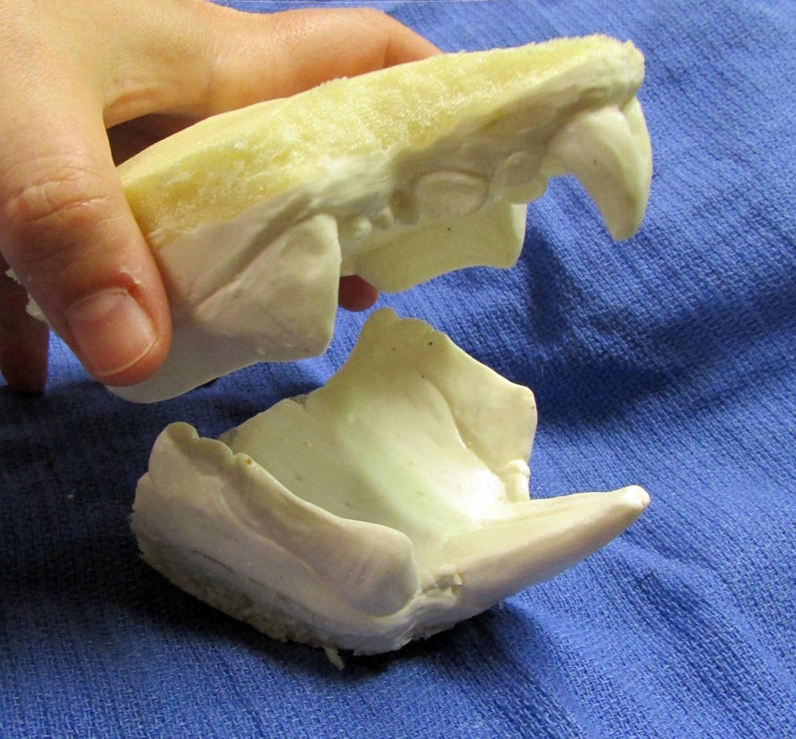 Marsupial Lion Thylacoleo Teeth Jaws Costume Mask Crafts Educational ...