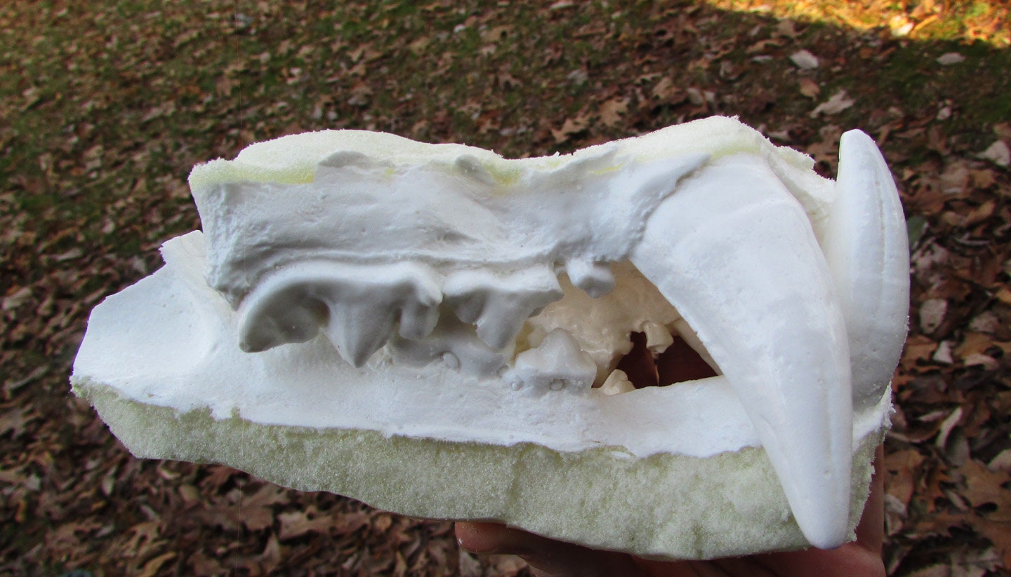 Bengal Tiger Teeth Jaws Cast Replica - Etsy