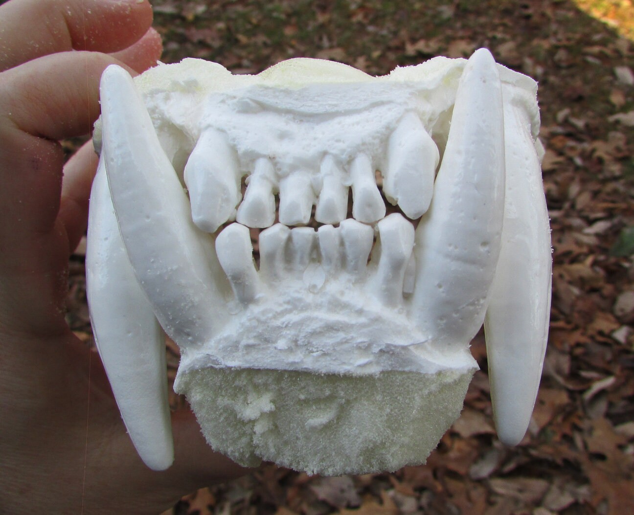 Bengal Tiger Teeth Jaws Cast Replica - Etsy