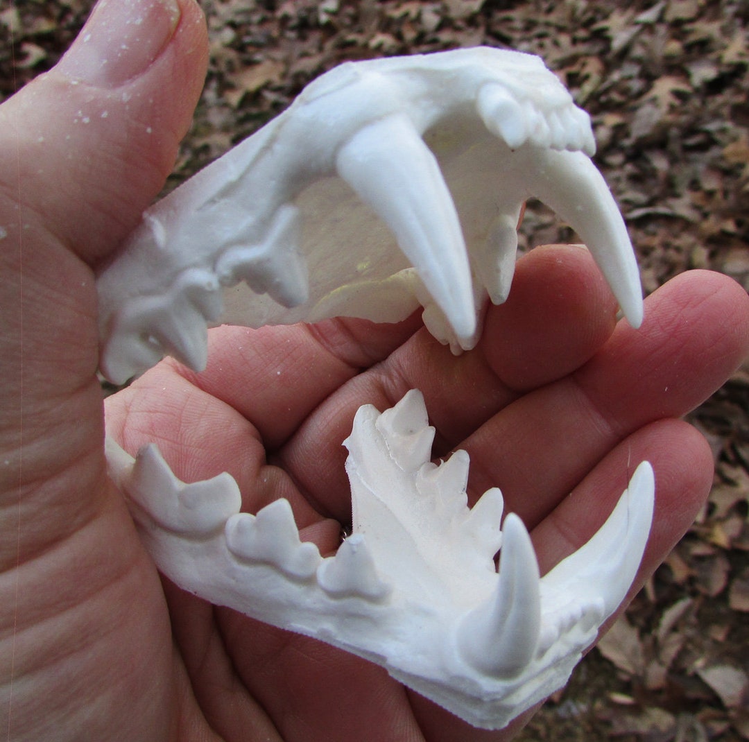 Canadian Lynx Jaws Teeth Cast - Etsy