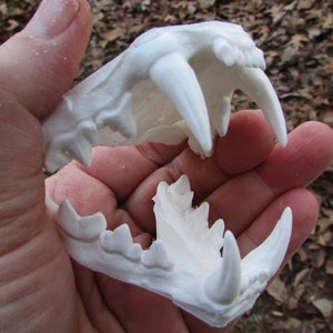Canadian Lynx Jaws Teeth Cast - Etsy