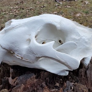 Large Bengal Tiger Skull Replica - Etsy