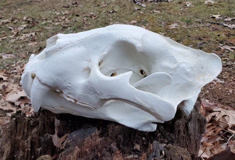 Large Bengal Tiger Skull Replica | Etsy