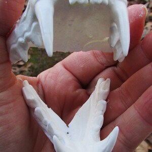 Canadian Lynx Jaws Teeth Cast - Etsy