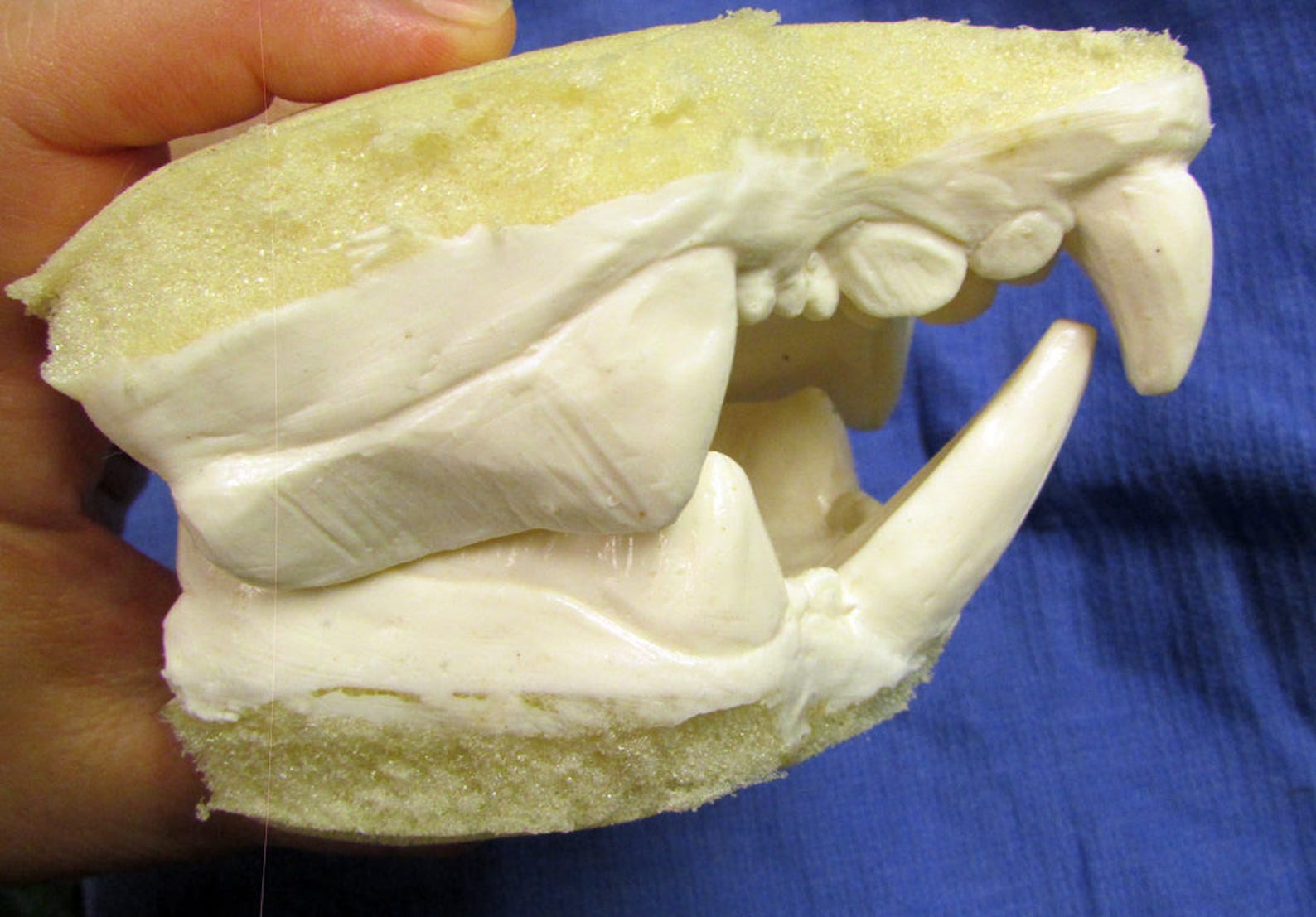 Marsupial Lion Thylacoleo Teeth Jaws Costume Mask Crafts - Etsy