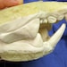 Marsupial Lion Thylacoleo Teeth Jaws Costume Mask Crafts Educational - Etsy