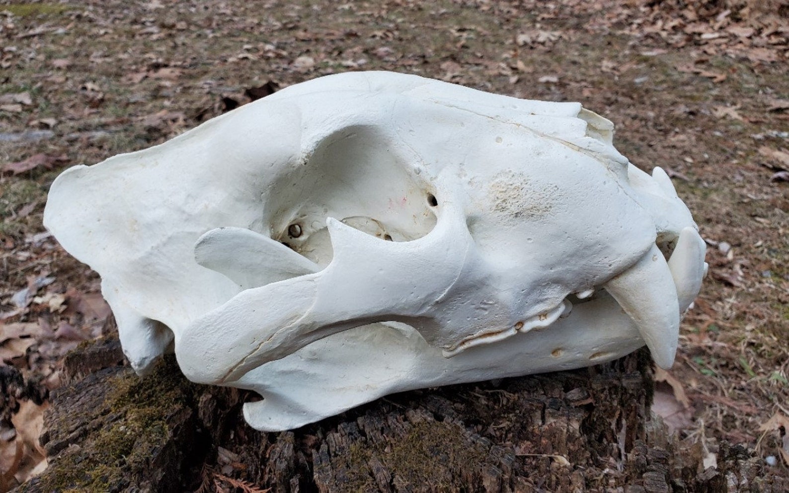 Large Bengal Tiger Skull Replica | Etsy