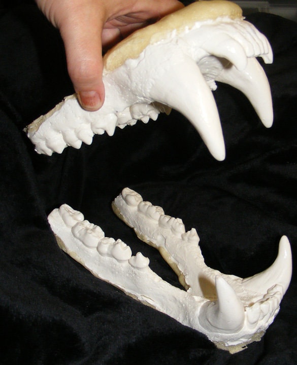 Huge Brown Grizzly Bear Jaws Teeth Replica - Etsy