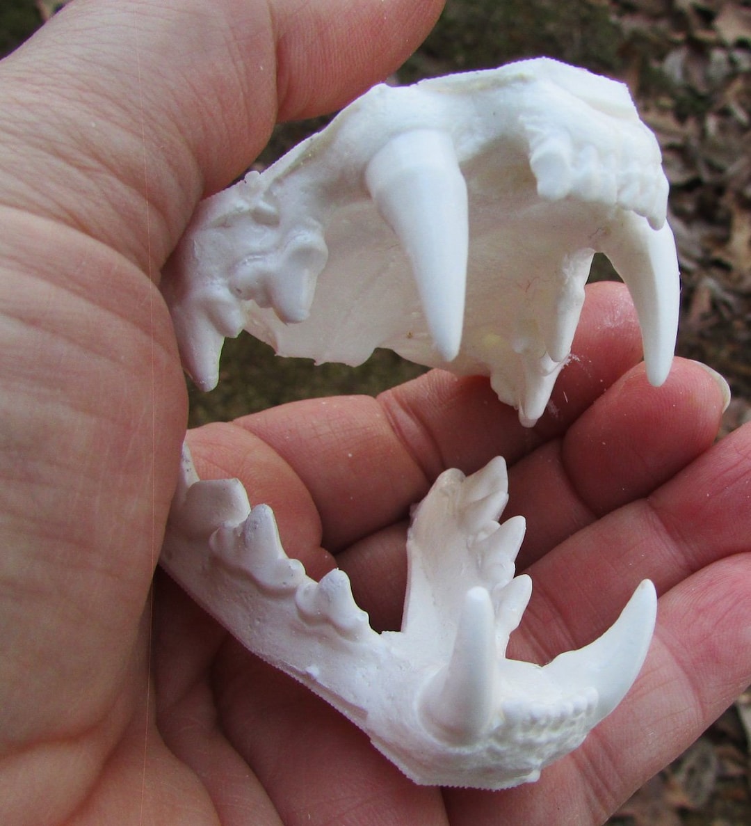 Caracal African Lynx Replica Jaws Teeth - Etsy