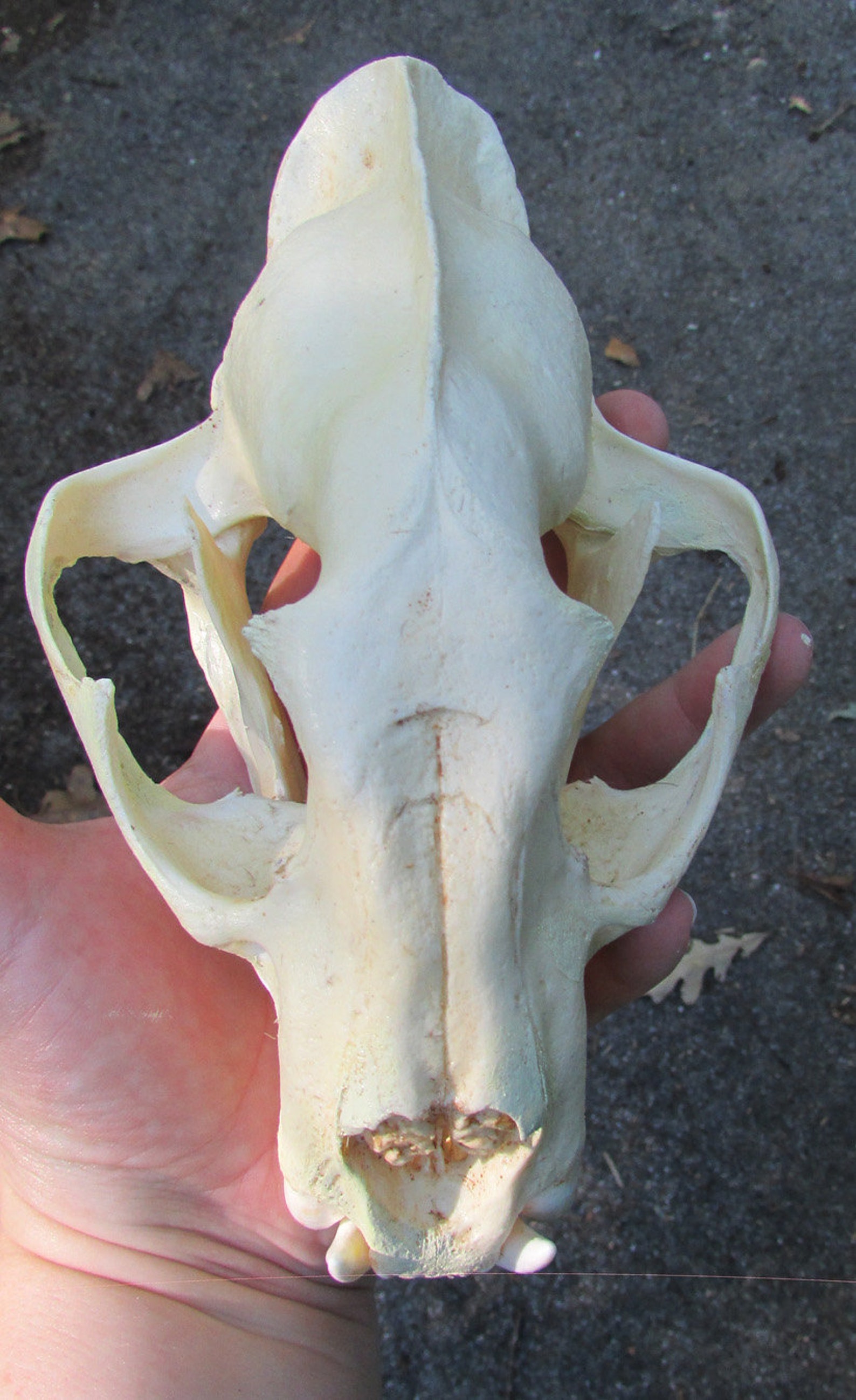 Huge Reproduction Resin Clouded Leopard Skull - Etsy