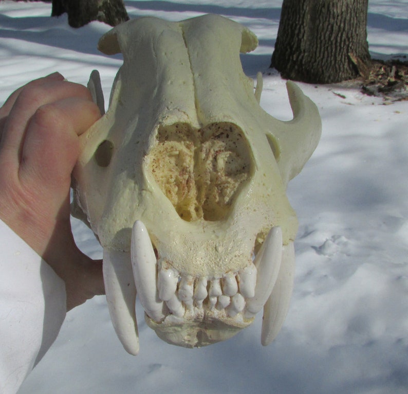 Liger Lion Tiger Hybrid Skull Reproduction Cast | Etsy