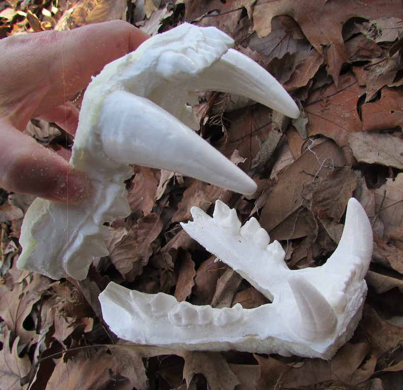 Bengal Tiger Teeth Jaws Cast Replica - Etsy