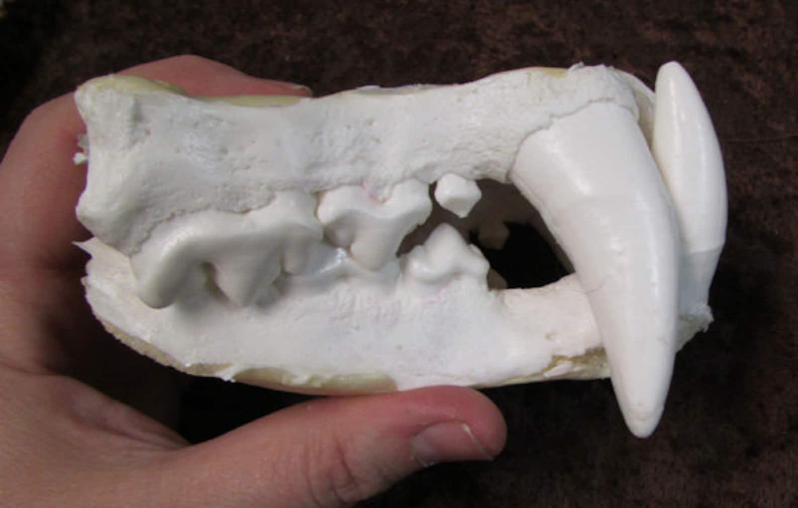 Huge Jaguar Jaws Teeth Replica - Etsy Australia