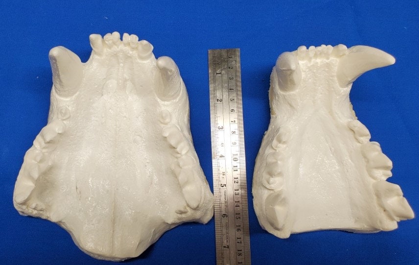 Huge African Lion Jaws Teeth Plastic Replica | Etsy