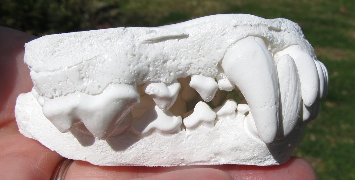 Wolverine Jaws Teeth Cast Costume Mask - Etsy