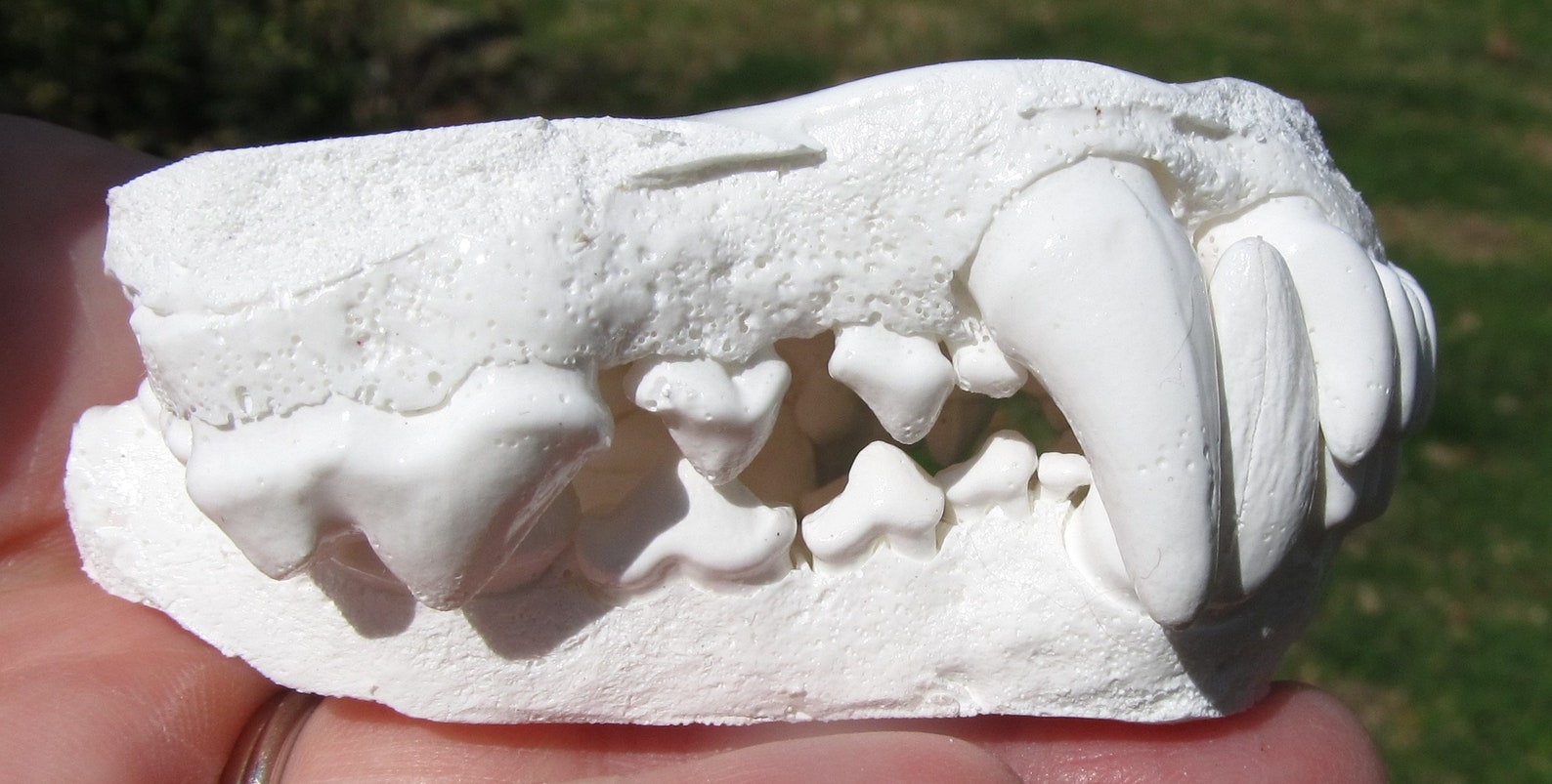 Wolverine Jaws Teeth Cast Costume Mask - Etsy
