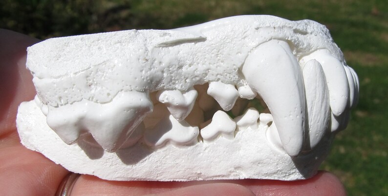 Wolverine Jaws Teeth Cast Costume Mask - Etsy