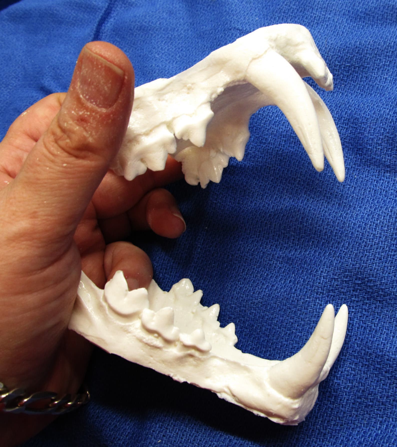 Clouded Leopard Jaws Teeth Replica Cast - Etsy