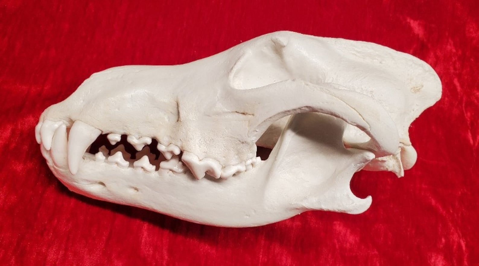 Large Grey Wolf Skull Cast Replica | Etsy