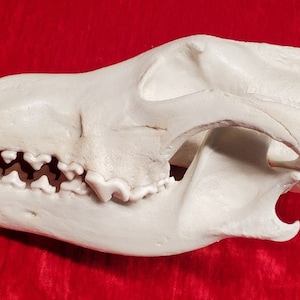 Large Grey Wolf Skull Cast Replica - Etsy