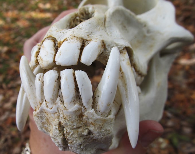 Mandrill Baboon Monkey Skull Replica - Etsy