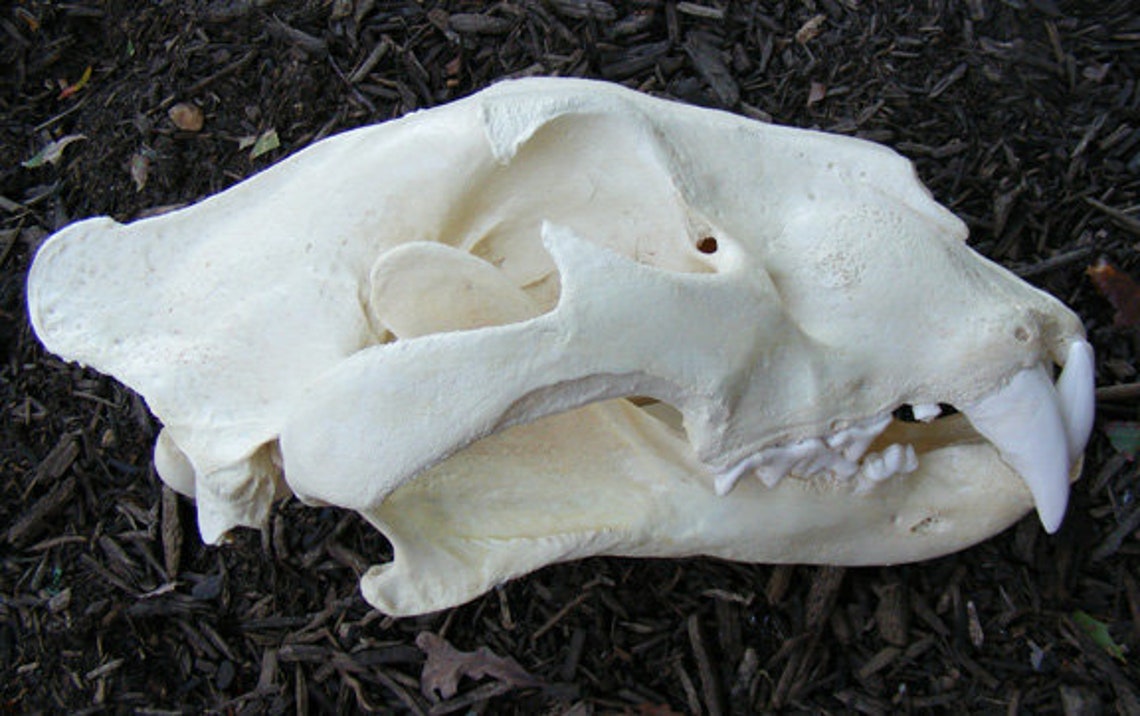 Huge Liger Lion Tiger Hybrid Skull Replica - Etsy