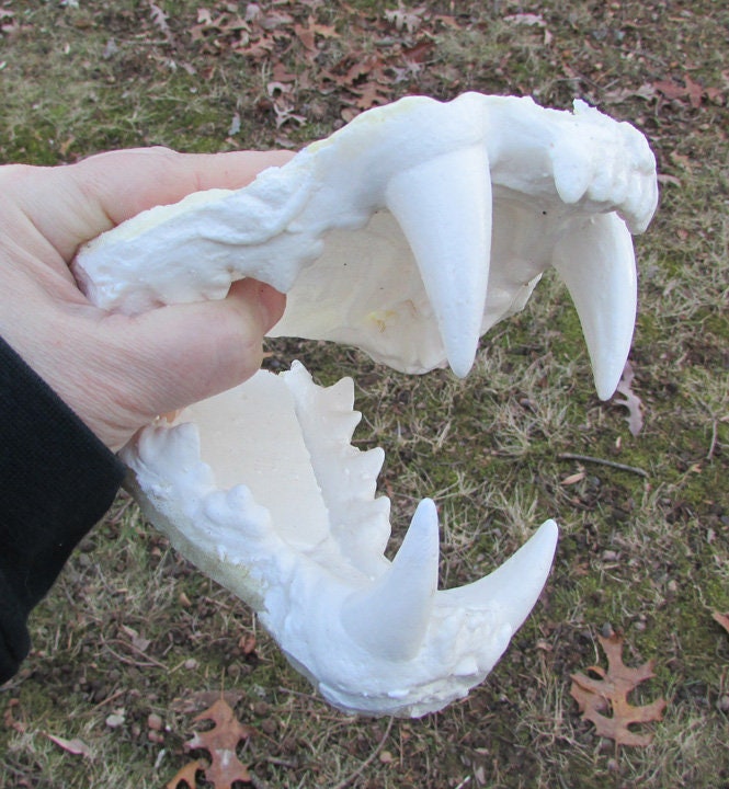 Ti-liger Lion Tiger Hybrid Death Cast Replica Jaw Cast | Etsy