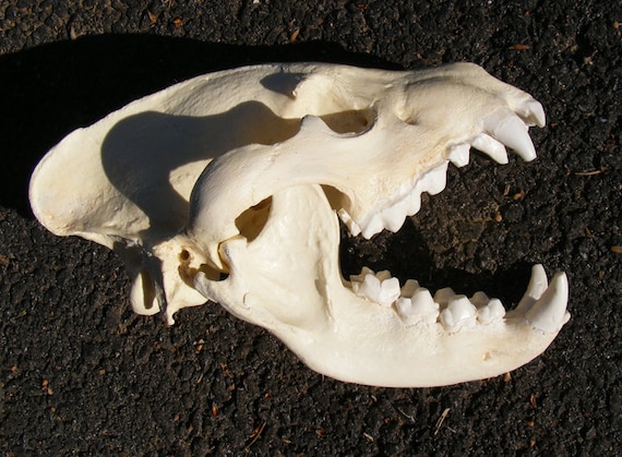 Huge Striped Hyena Skull Replica | Etsy