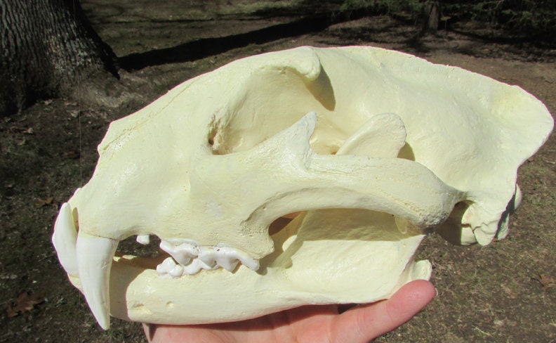 Huge African Leopard Skull Replica Cast - Etsy