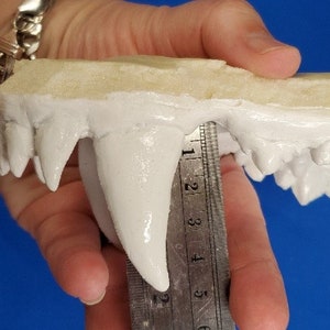 Werewolf Jaws Teeth Cast Mask Costume Style #2 - Etsy