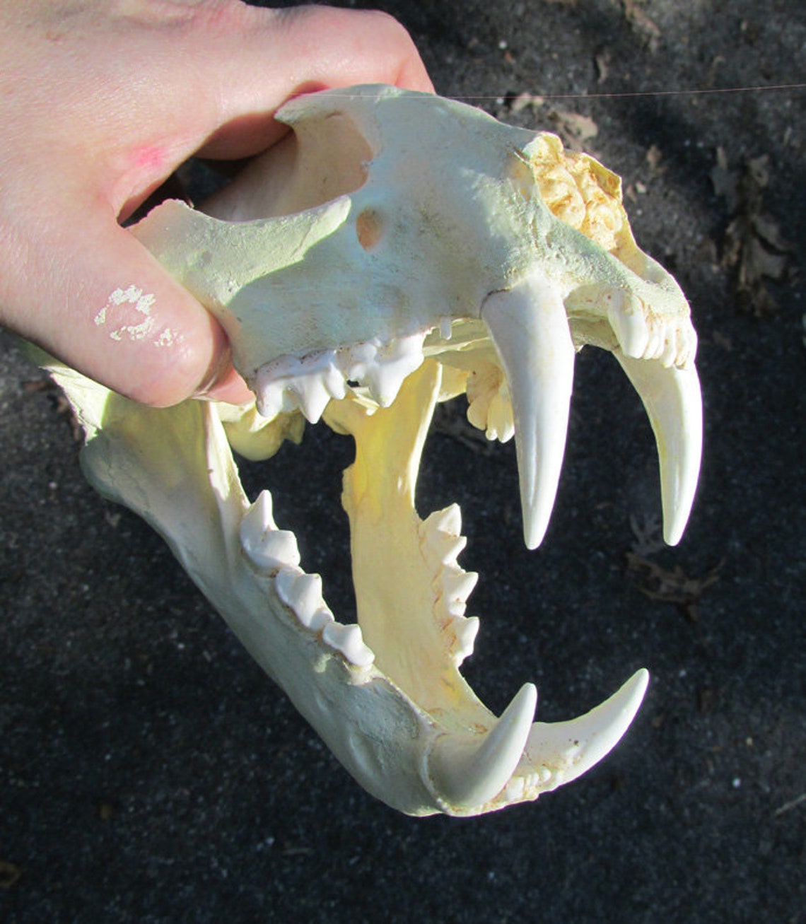 Huge reproduction resin clouded leopard skull | Etsy