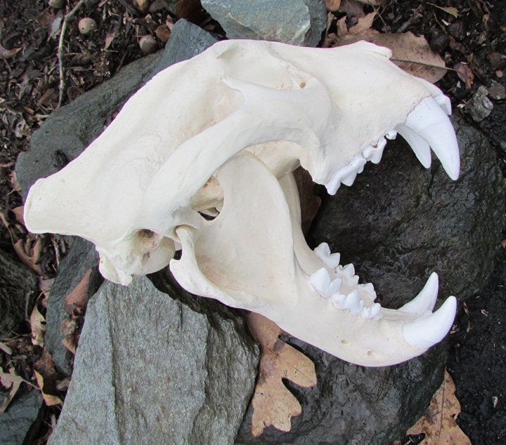 Huge Jaguar Skull Replica - Etsy