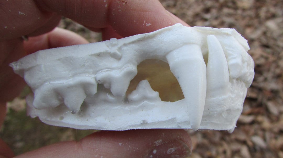 Caracal African Lynx Replica Jaws Teeth - Etsy