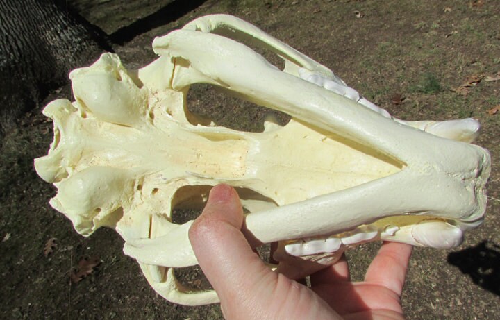 Huge African Leopard Skull Replica Cast - Etsy