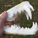 Werewolf Wolf Jaws Teeth Mask Costume Fursuit - Etsy