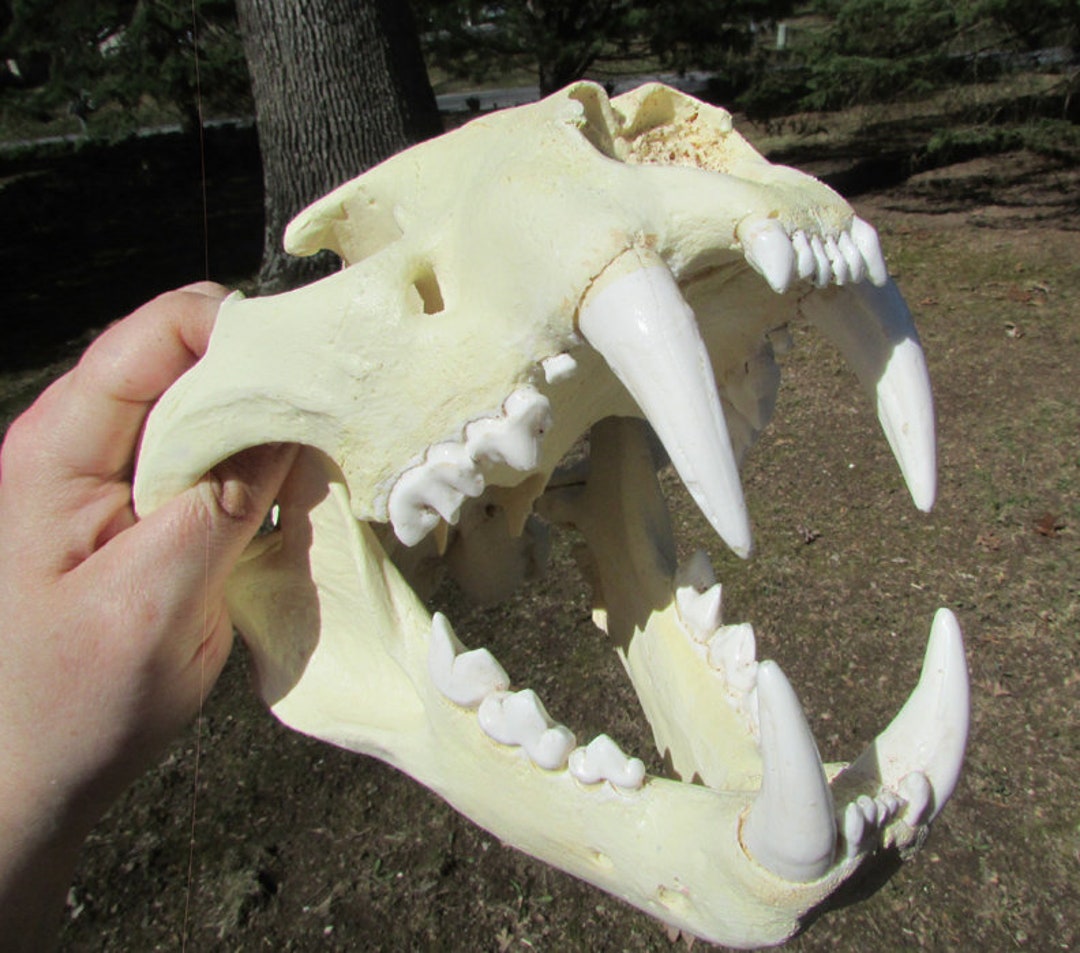 Huge African Leopard Skull Replica Cast - Etsy