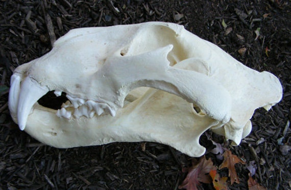 Huge Liger Lion Tiger Hybrid Skull Replica - Etsy