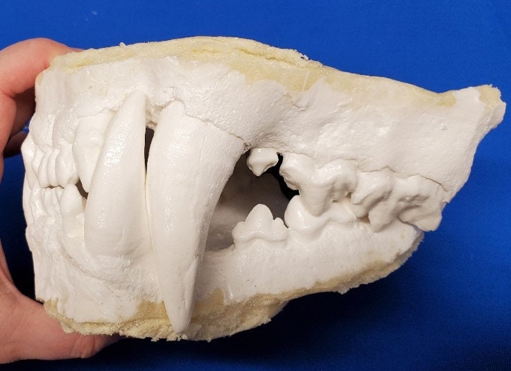 Huge African Lion Jaws Teeth Plastic Replica - Etsy
