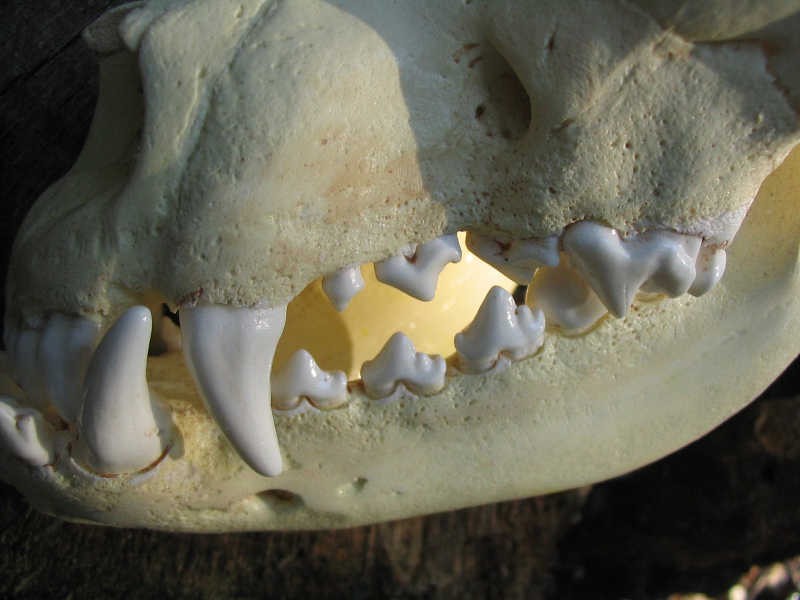 Bull Mastiff Dog Skull Replica Cast - Etsy