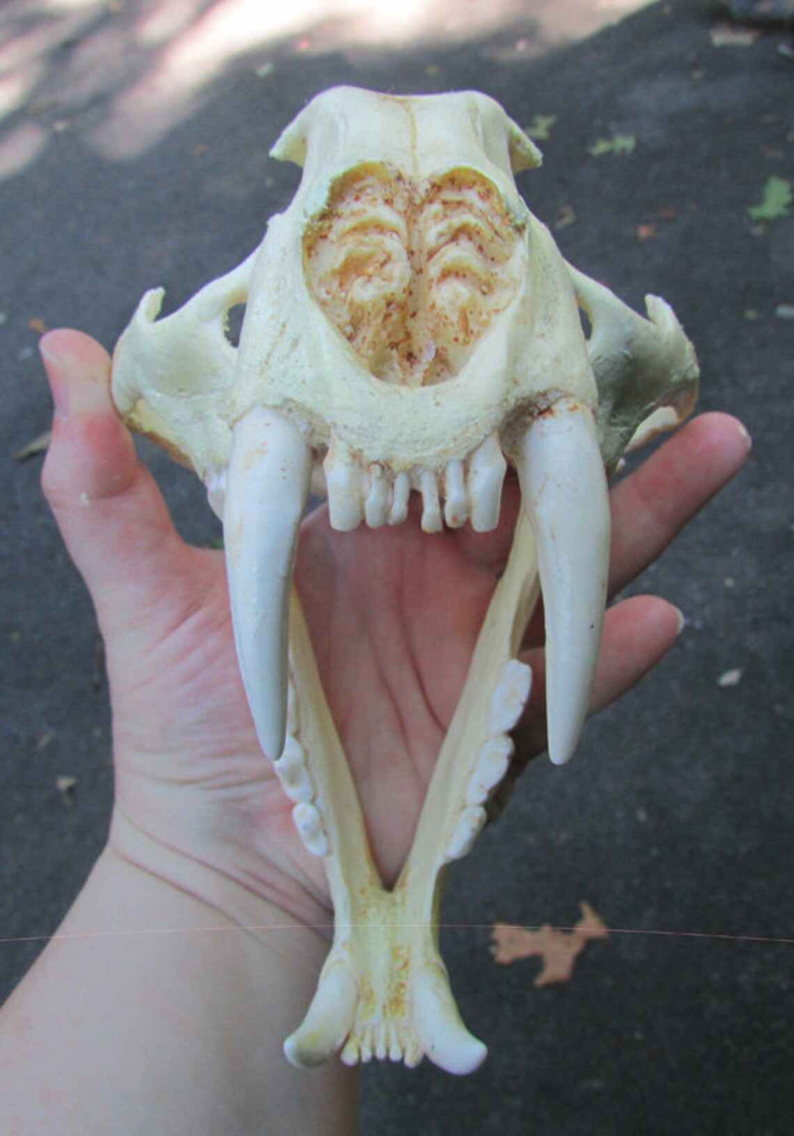 Huge Reproduction Resin Clouded Leopard Skull | Etsy UK