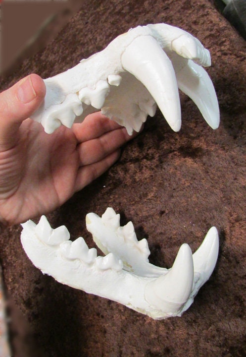Huge jaguar jaws teeth replica | Etsy
