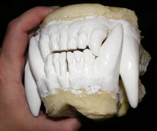 Huge Brown Grizzly Bear Jaws Teeth Replica - Etsy