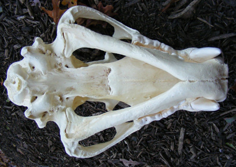 Huge Liger Lion Tiger Hybrid Skull Replica - Etsy