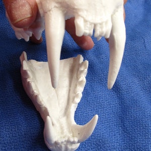 Clouded Leopard Jaws Teeth Replica Cast - Etsy