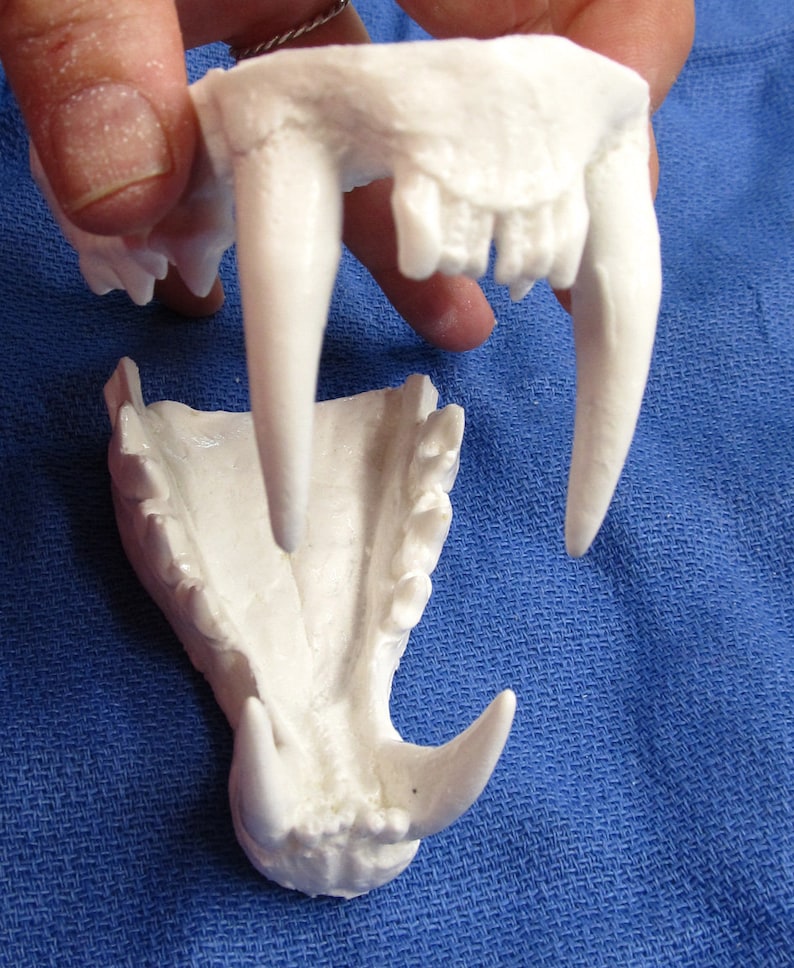 Clouded Leopard Jaws Teeth Replica Cast - Etsy