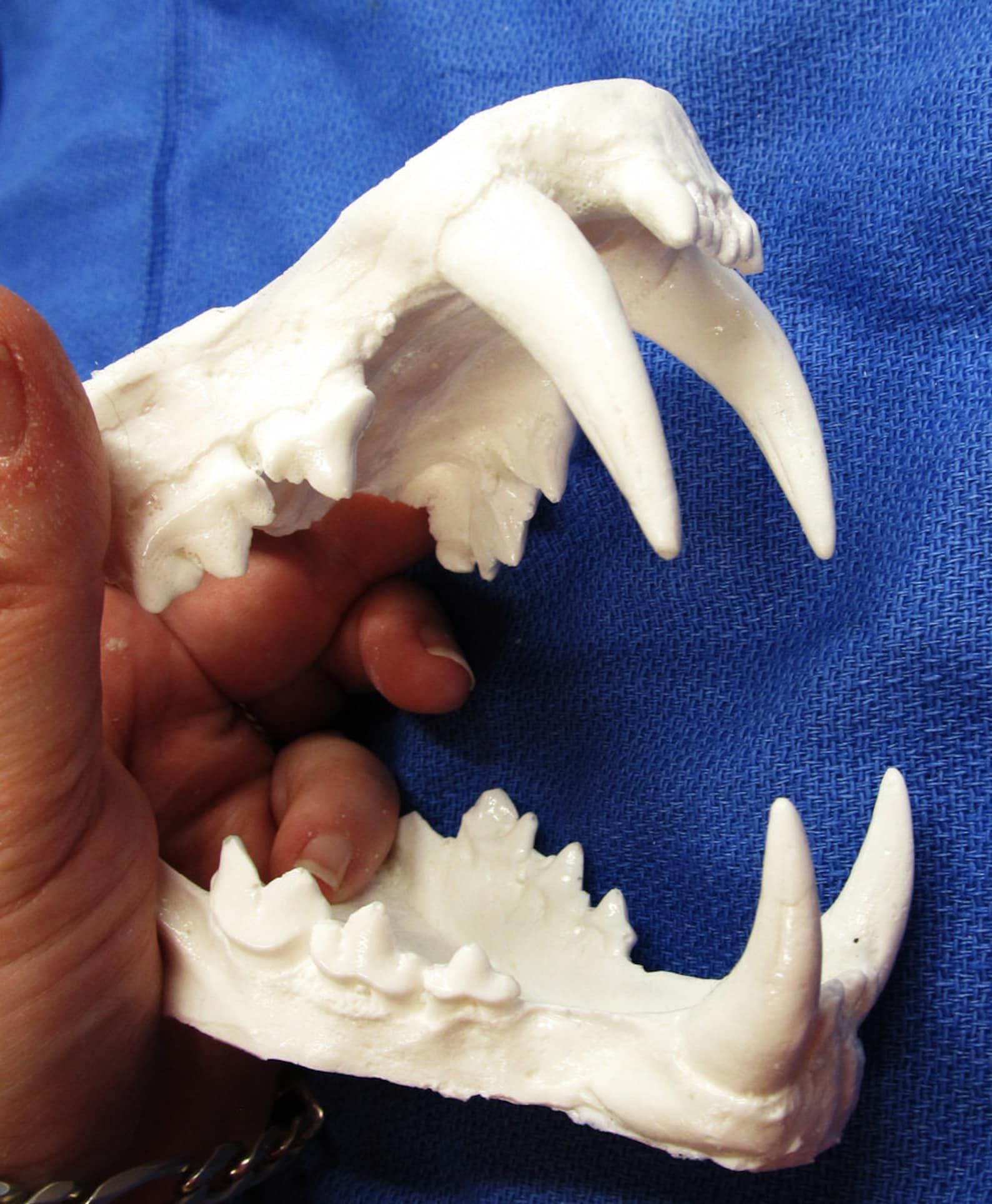 Clouded Leopard Jaws Teeth Replica Cast - Etsy