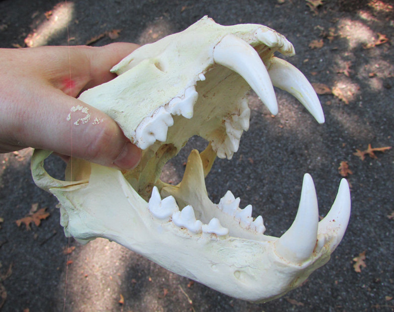 Huge Reproduction Resin Clouded Leopard Skull | Etsy UK