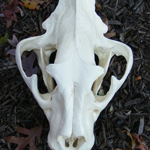 Huge Liger Lion Tiger Hybrid Skull Replica - Etsy