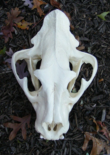 Huge Liger Lion Tiger Hybrid Skull Replica - Etsy